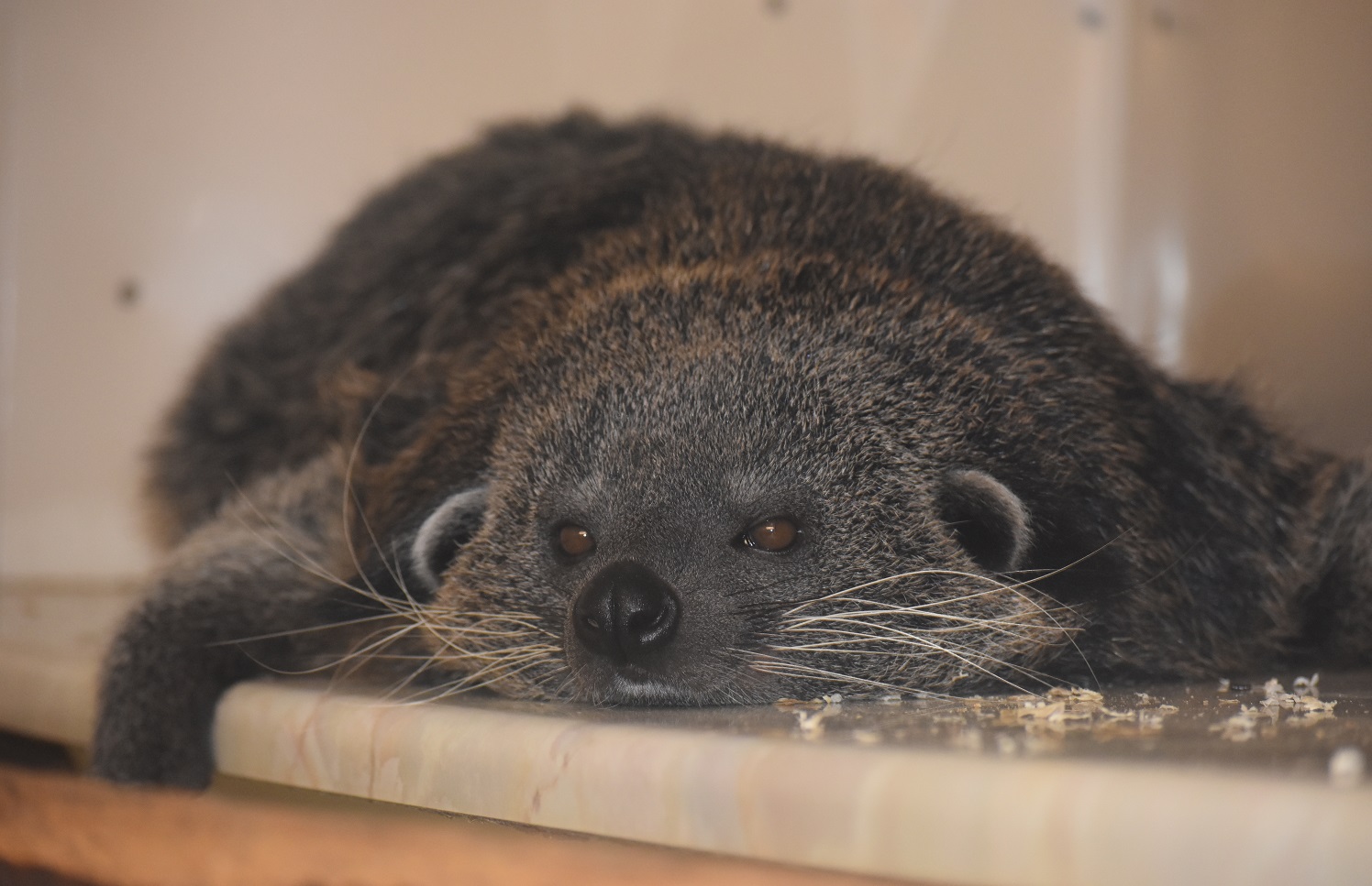ZOOTOGRAFIANDO (6.100 ANIMALS): BINTURONG / BINTURONG (Arctictis binturong)