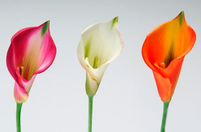 Flor Cala ~ El Mundo Planta