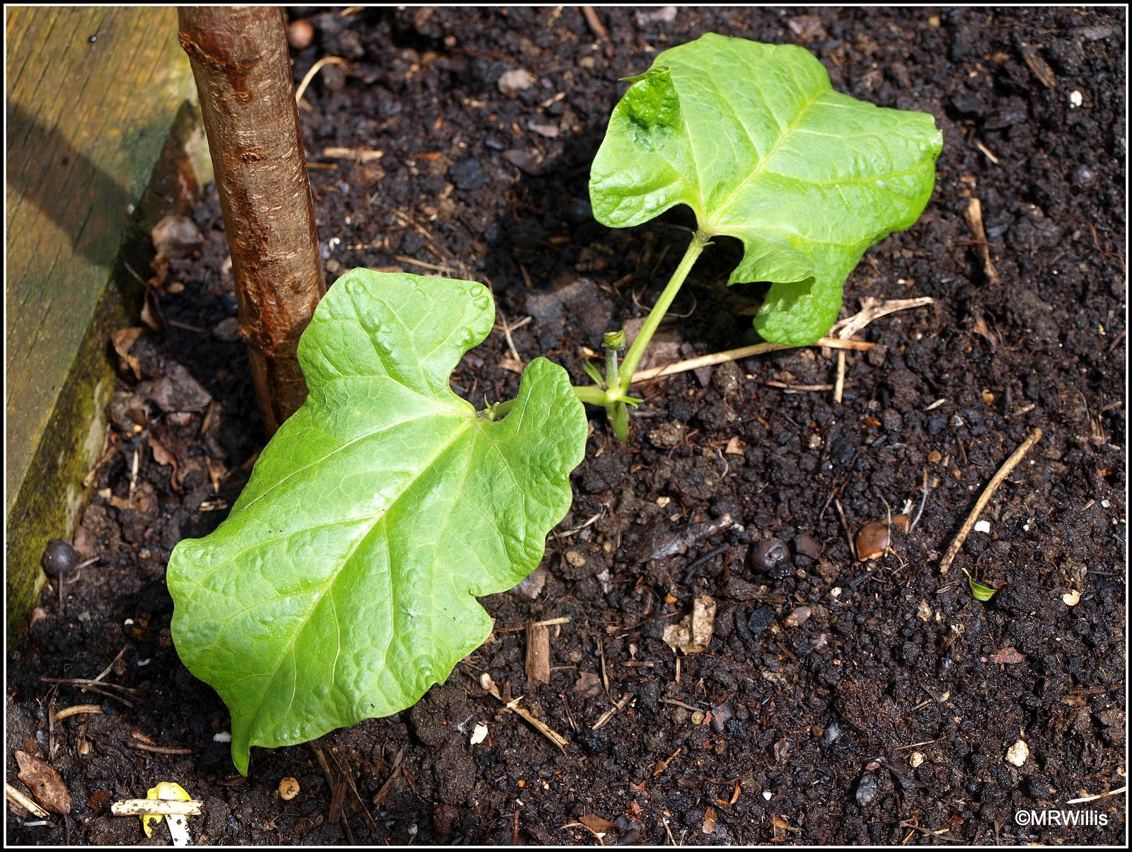 Mark's Veg Plot: Planting Runner Beans