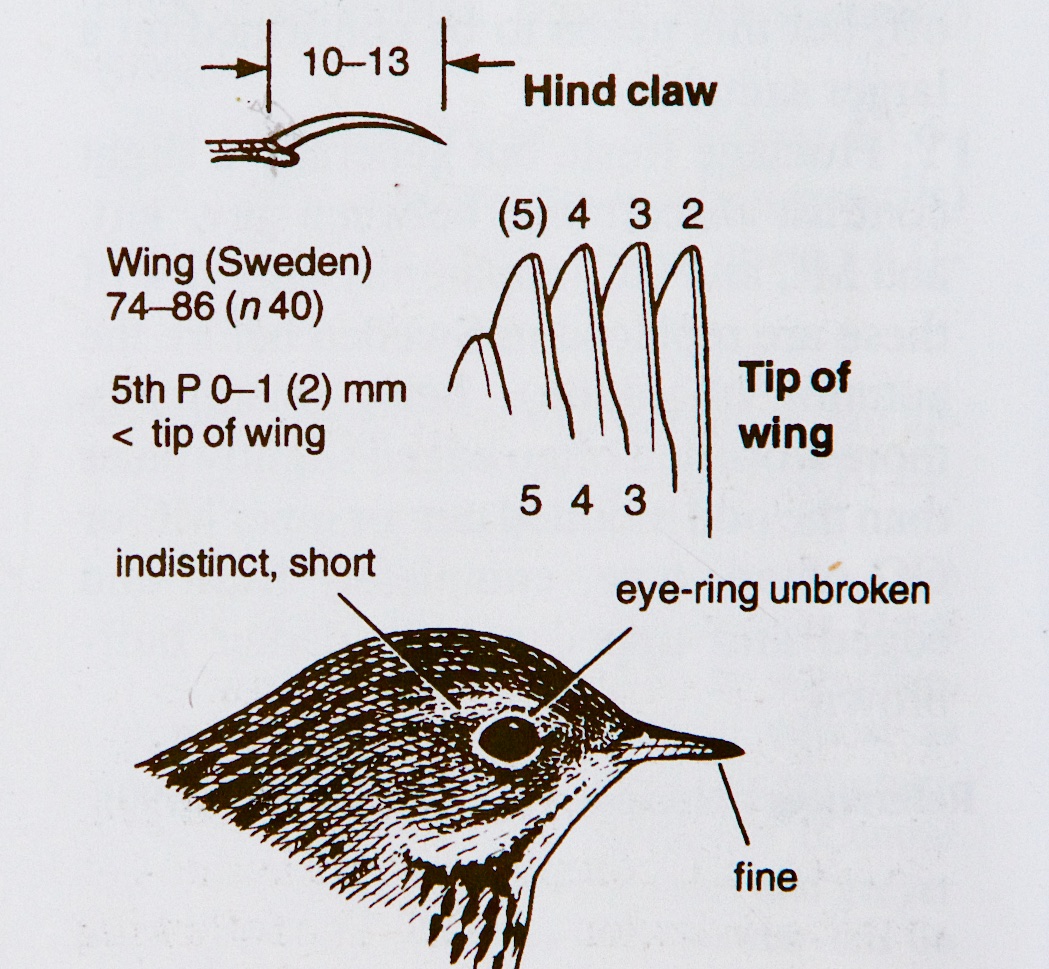 Teifi Ringing Group: Meadow Pipit or a Tree Pipit