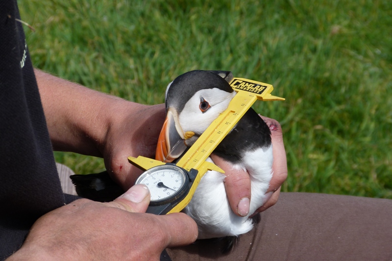 Farne Islands Uncovered: Biting the hand that feeds you...