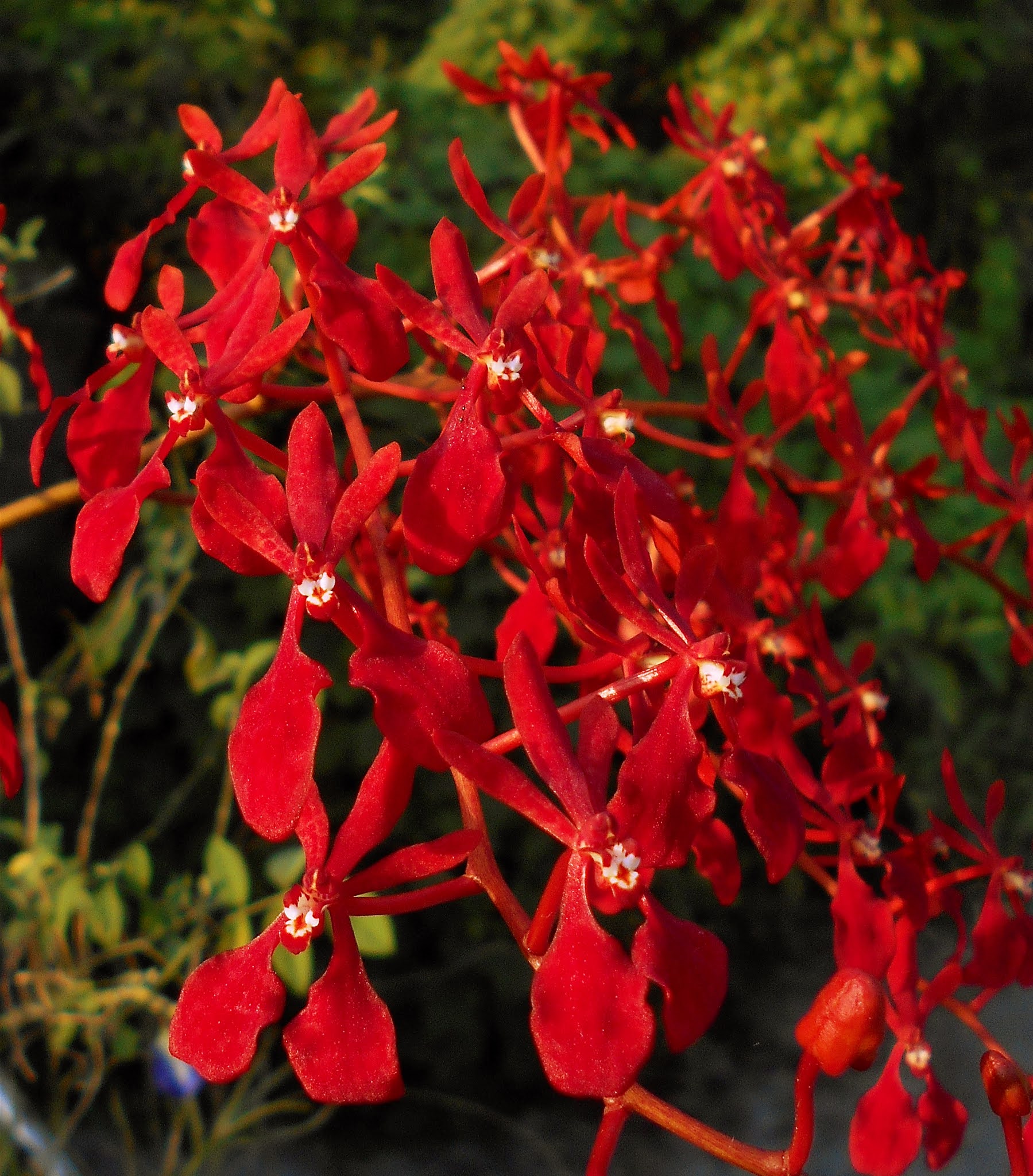 The 'other' fire orchid