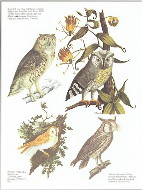 Vintage Owl Illustration