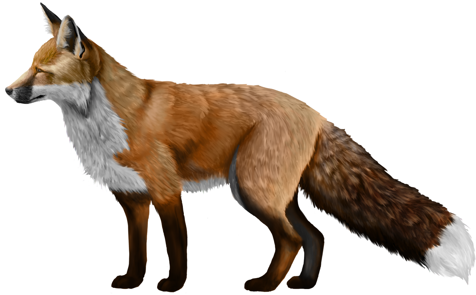 FOX PNG FOX FREE DOWNLOAD ALL HD PNG FOR PICSART AND PHOTOSHOP - FREE ...