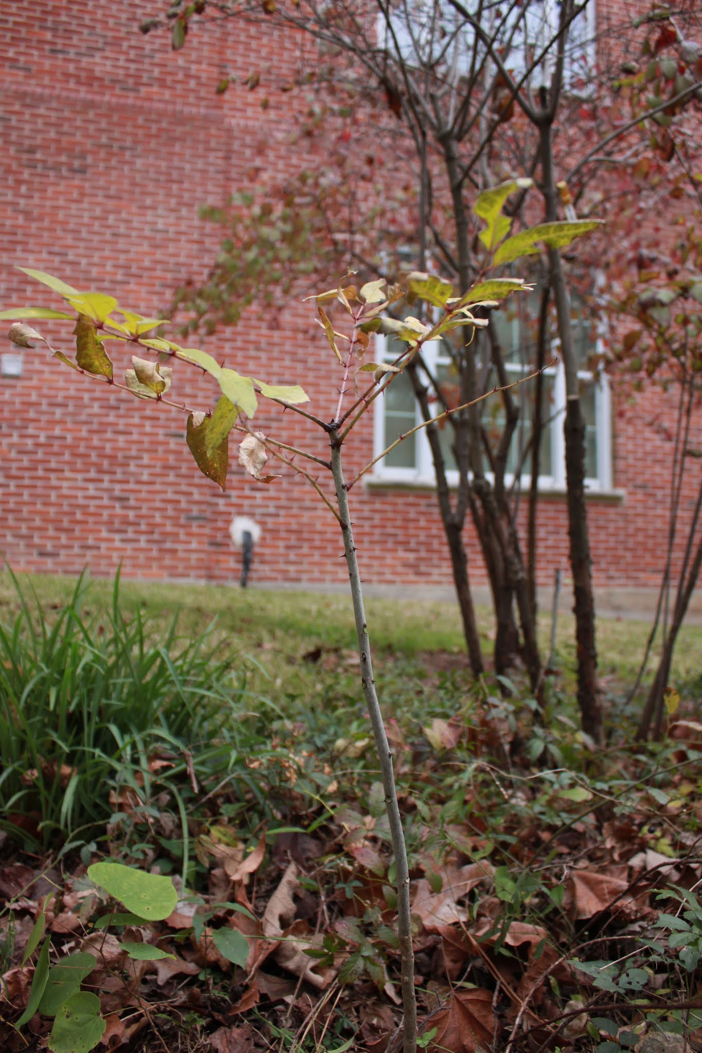 Centenary College Arboretum: Tree of the Week: Toothache Tree ...