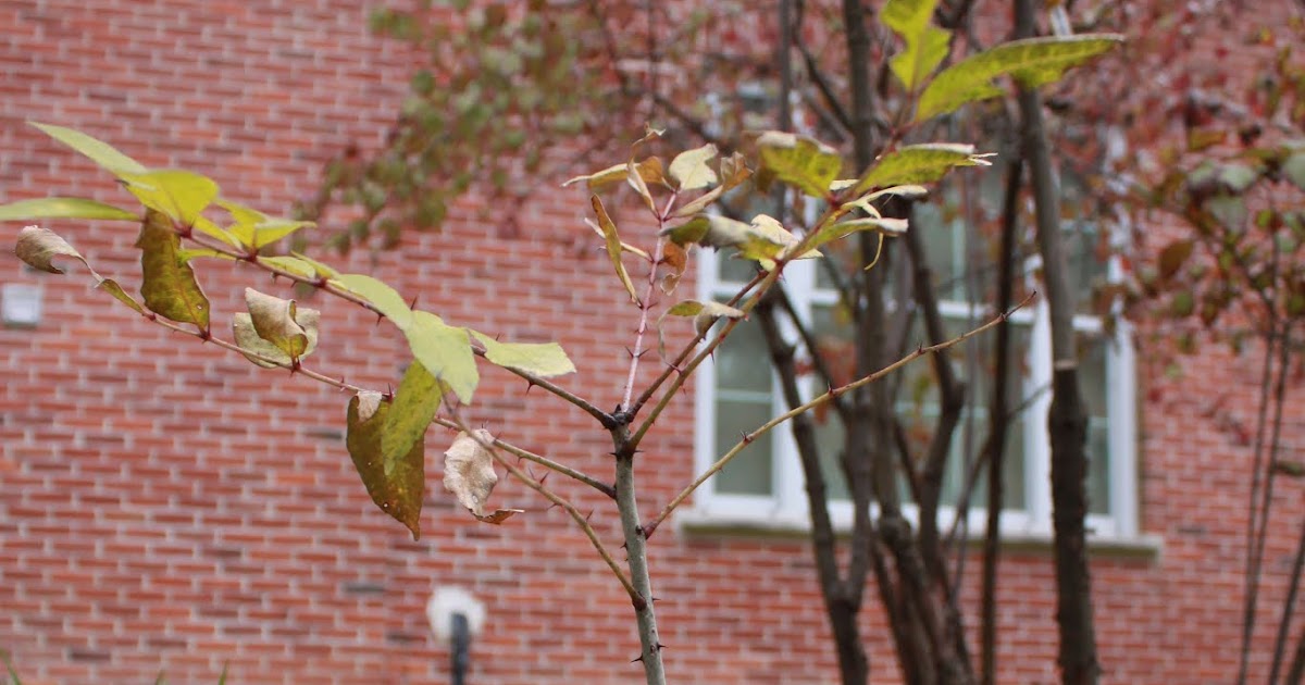 Centenary College Arboretum: Tree of the Week: Toothache Tree ...
