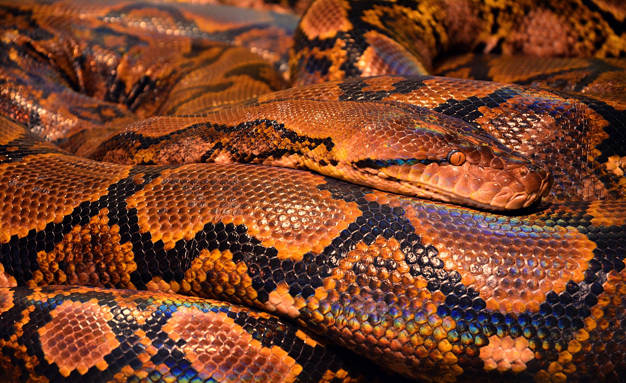 Snakes: Habits, Diet and Other Facts
