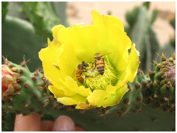 SANLUISsazo: FLOR DE TUNA