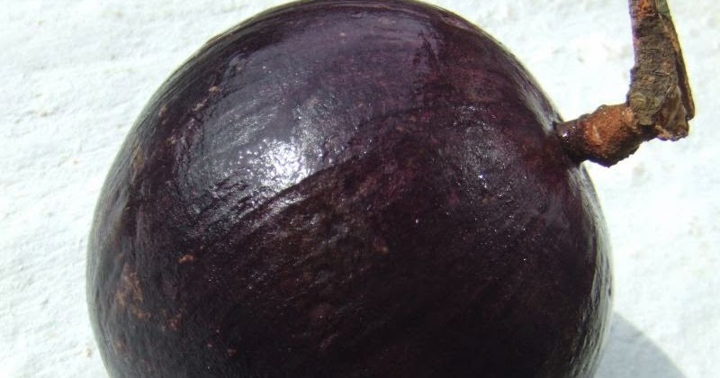 El cuexcomate: ¿Conoces el caimito?