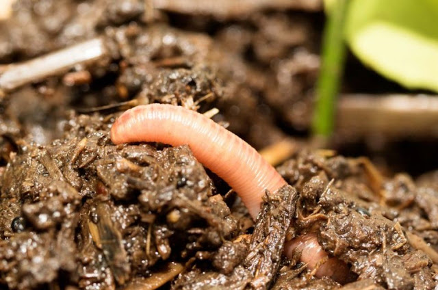 Organisme Hidup Mempengaruhi Pembentukan Tanah Dalam Hal - Perumperindo ...
