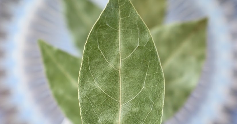 Bay Leaf Powder
