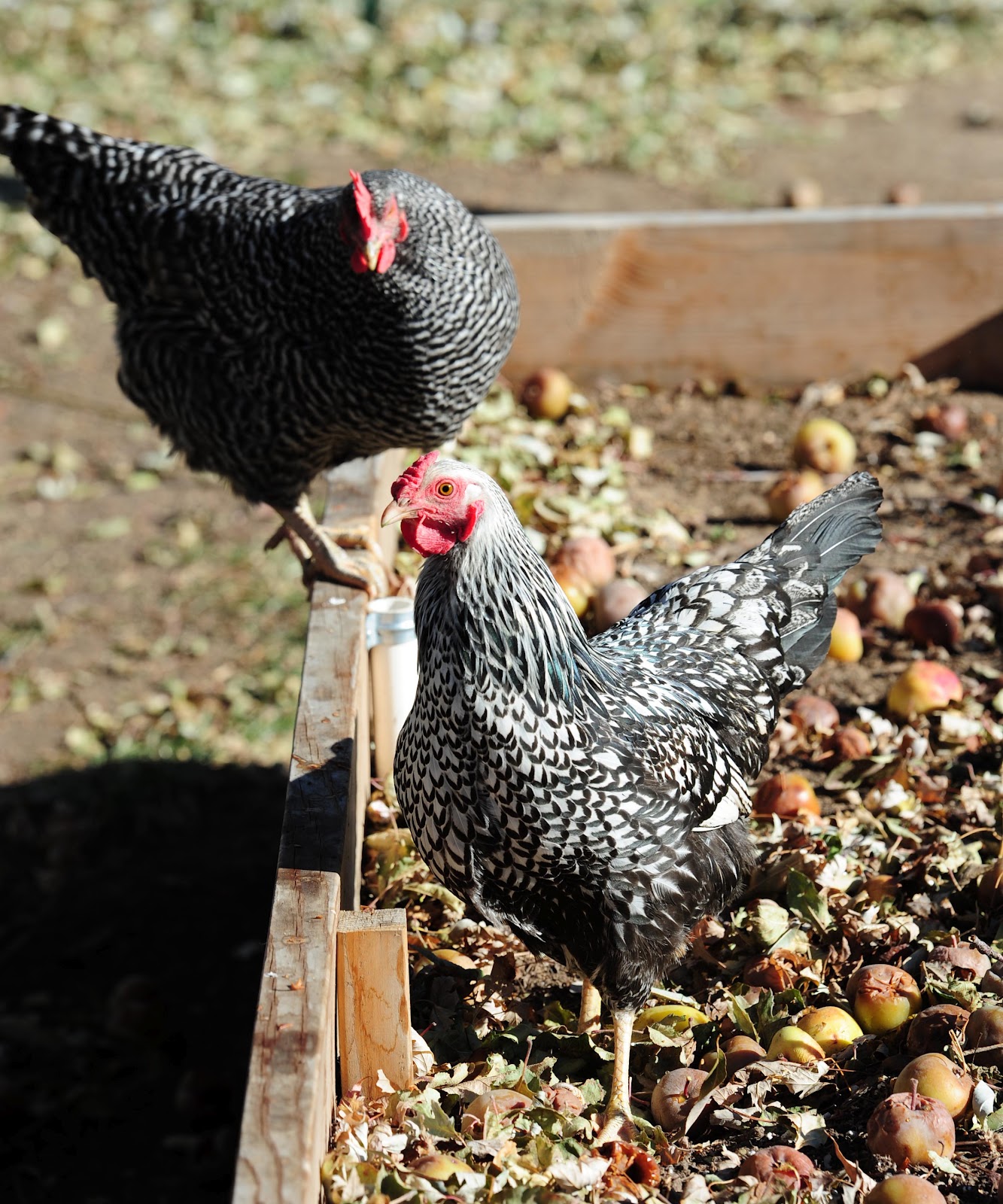 JeffCo Master Gardeners: Caring for Backyard Chickens by Elizabeth ...