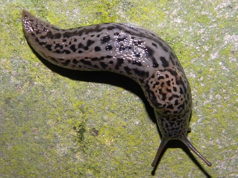 Limax maximus