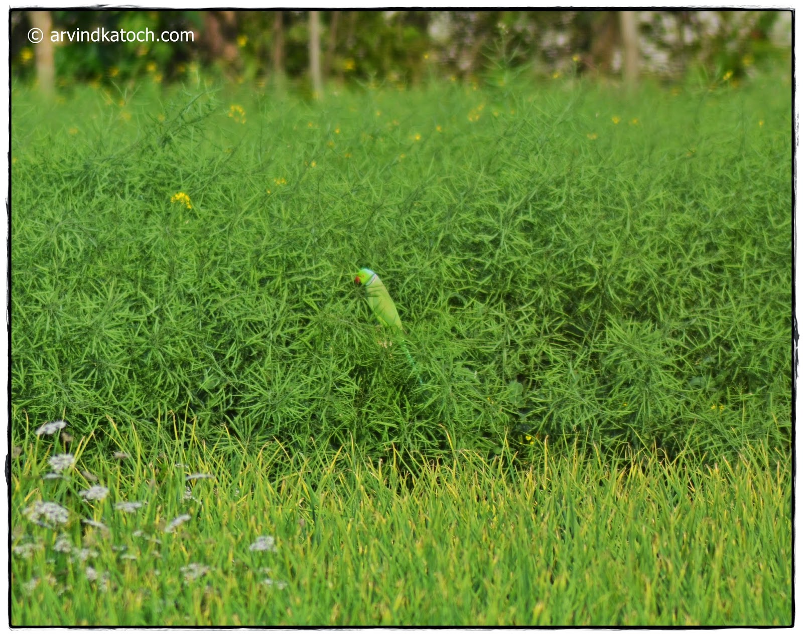 Rose-ringed (Indian) Parakeet (Parrot) Pictures and Detail (Psittacula ...