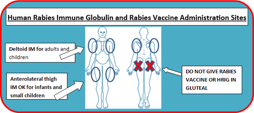 Nursing Stuff: Bite Wounds