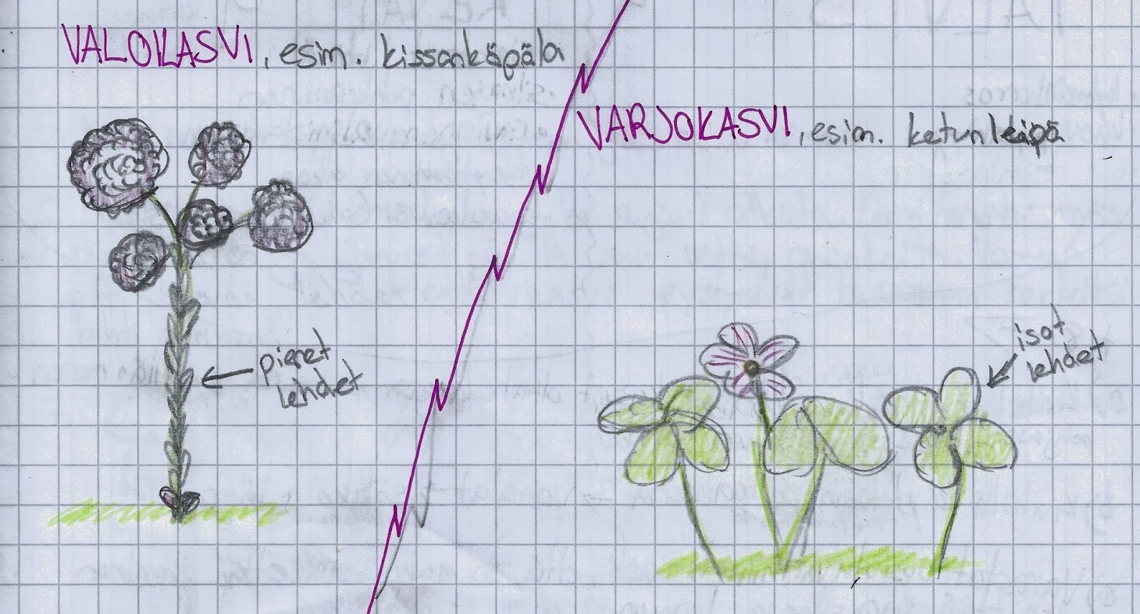 Metsät työ 8C: Yhteyttävät kasvit