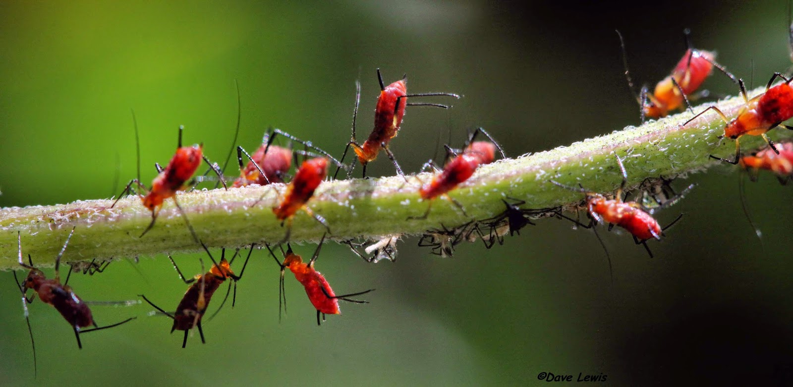 Birds from Behind : 08/01/2014 - 09/01/2014