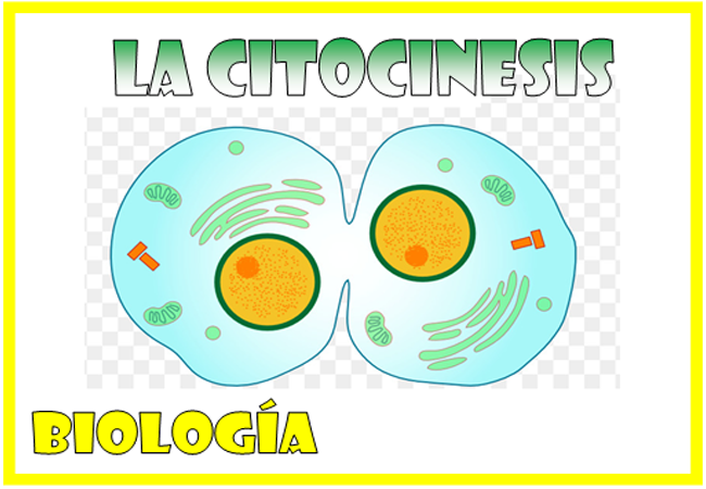 La citocinesis [Biología] ~ Optifutura
