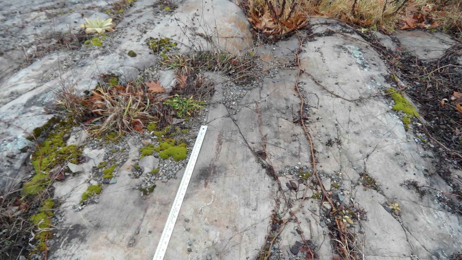 Fossils and Geology of Lanark County, Ontario: Dewatering Structures ...