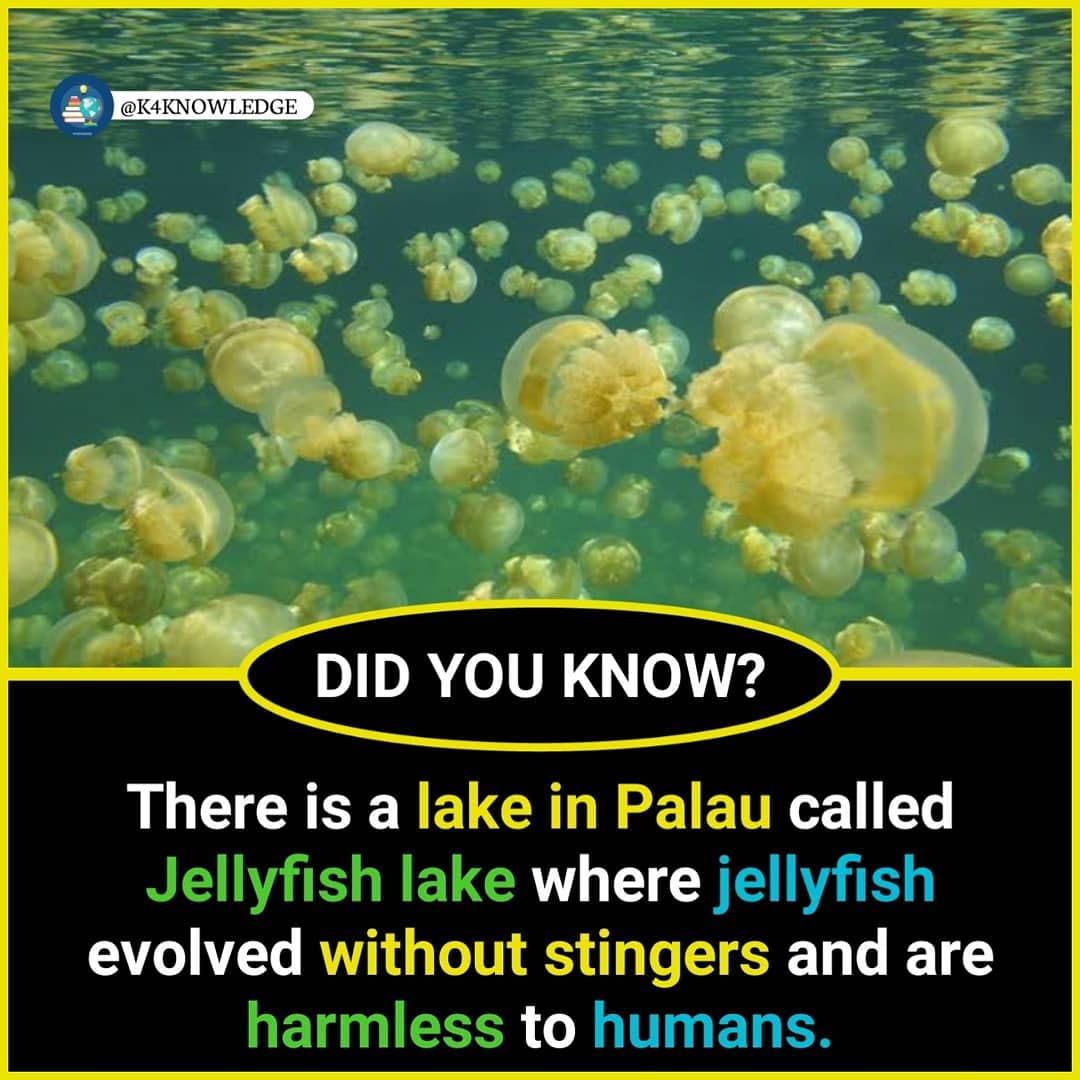 [50+] Amazing Facts that you Should Know