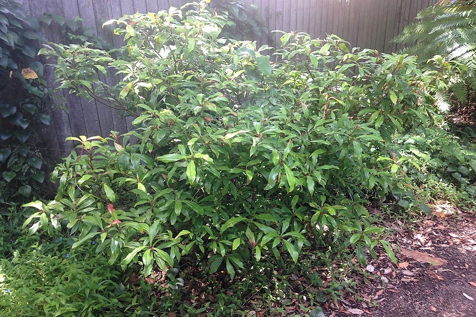 Try growing: Brush Pepperberry (Tasmannia insipida) | Growing Illawarra ...