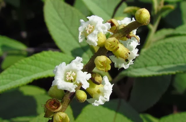 Meio Ambiente: Cordia spp - Erva baleeira