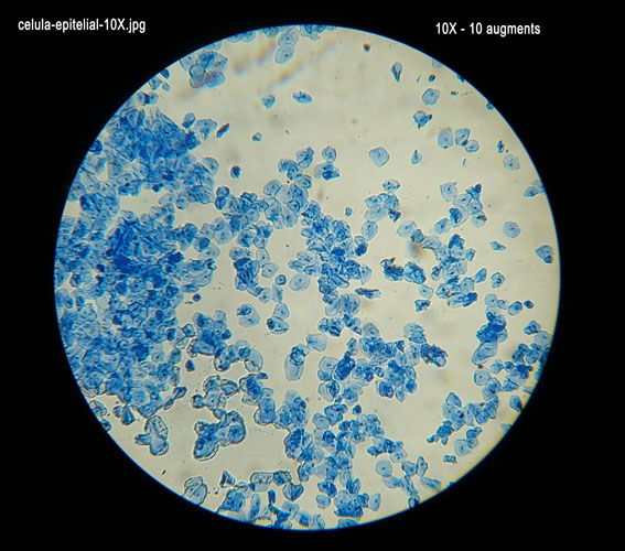 Biología en todas partes !: La Célula Eucariota Animal y Vegetal