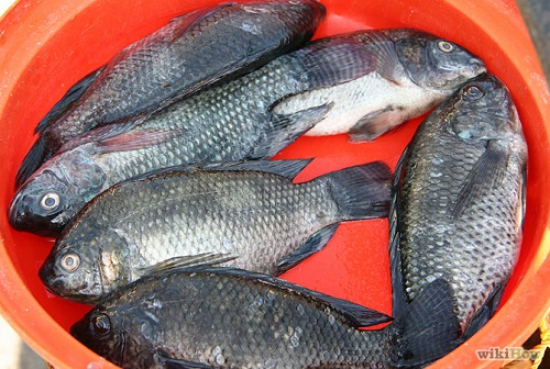 Crónica | Um cacusso sem alternativas? ~ Blog do escritor angolano ...