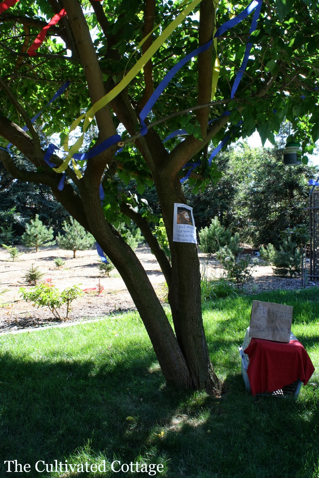 The Cultivated Cottage: DIY Redneck Party