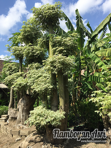 Jual Bonsai Pohon Randu Putih (Variegata) Harga Murah - TUKANG TAMAN ...