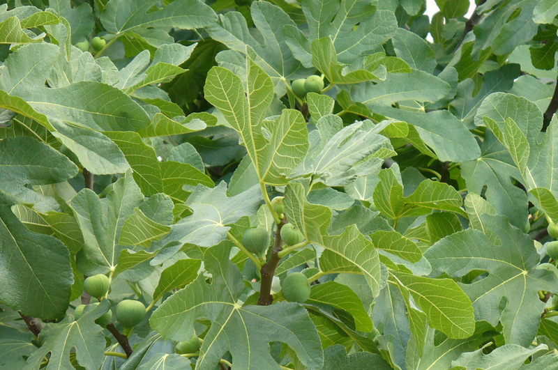 நோயற்ற வாழ்வே குறையற்ற வாழ்வு: Medicinal uses of Fig Tree