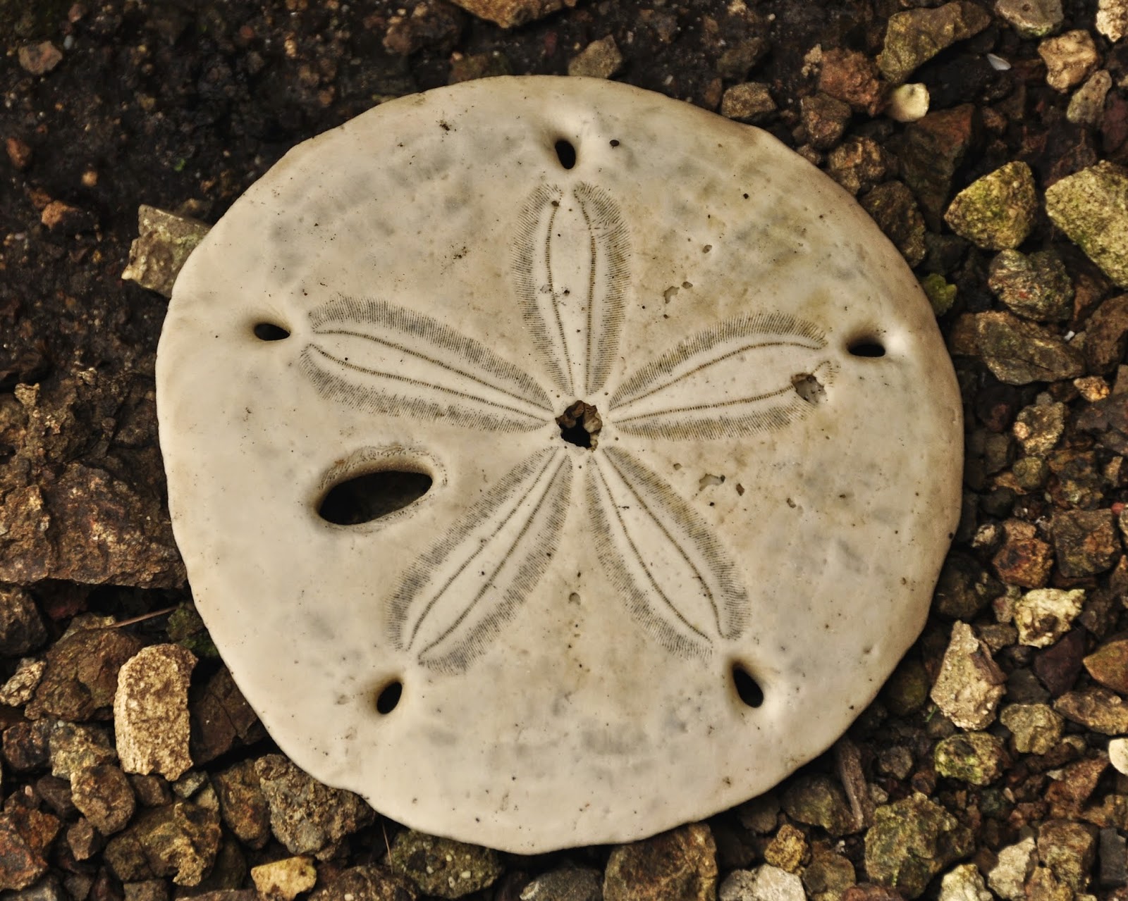 Tamarindo, Costa Rica Daily Photo: Sand Dollar