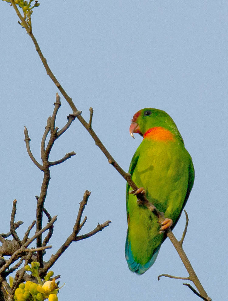 TWO BIRDERS TO GO: A Date with the Colasisi