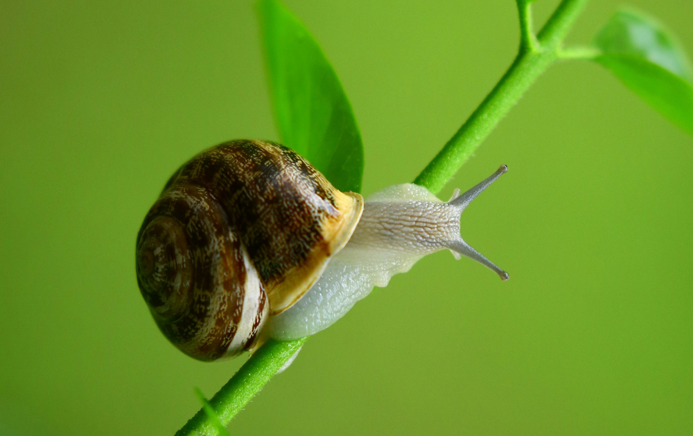 All About Snails!