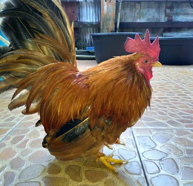 Bisnis Ayam Hias Serama Dan Kate - Info Younik