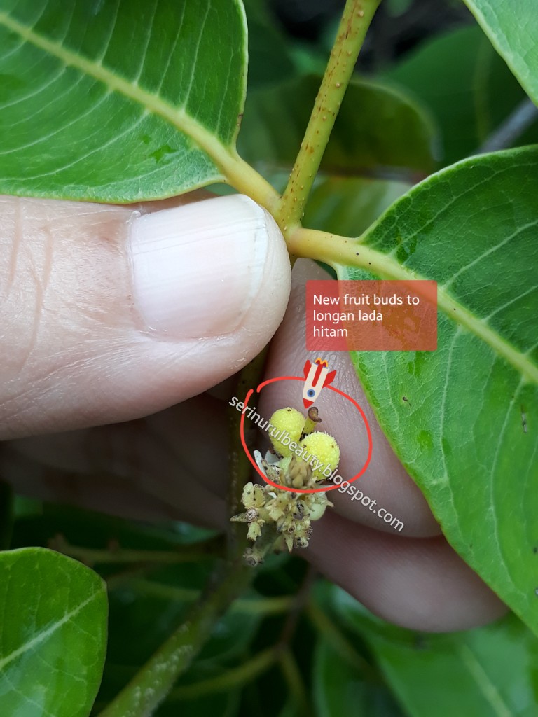 Healthy Nurul Beauty: Growth update of longan lada hitam fruit buds ...