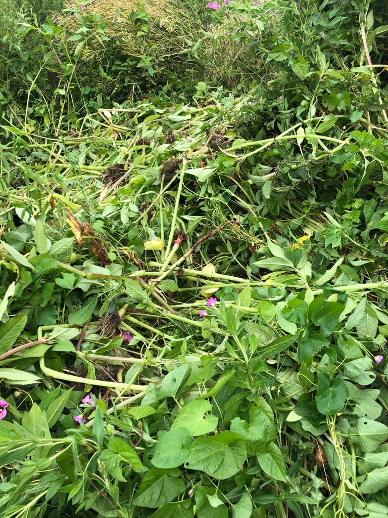 Lower Derwent Valley National Nature Reserve: 2020