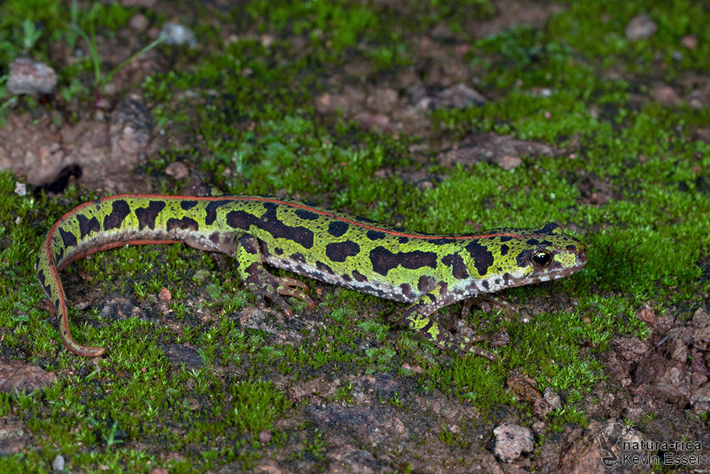 nature photography + herping : Algarve, Portugal, part II