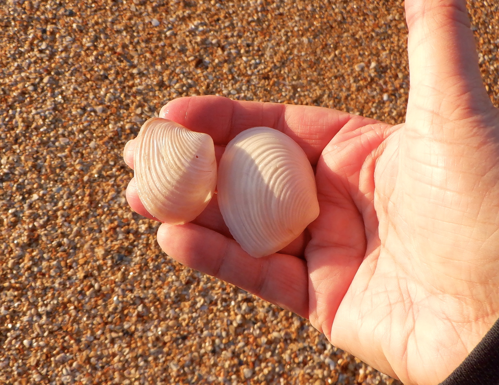 The Sand , The Sea . . . and Me