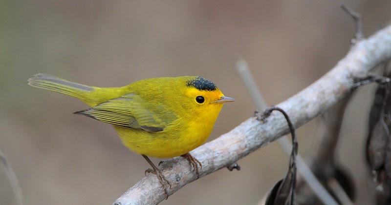 Beak of the Week - Wilson’s Warbler