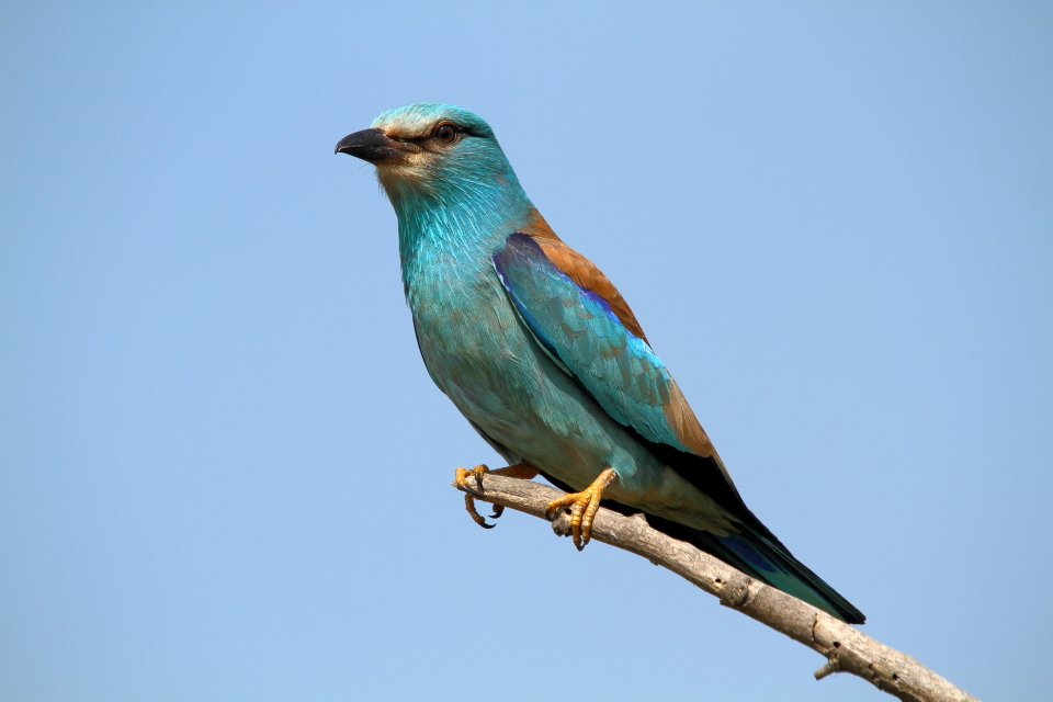 FOTOGRAFÍA DE FAUNA: AVES-VARIAS