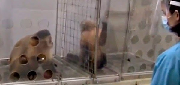 A incrível reação de um macaco ao receber uma recompensa desigual ...