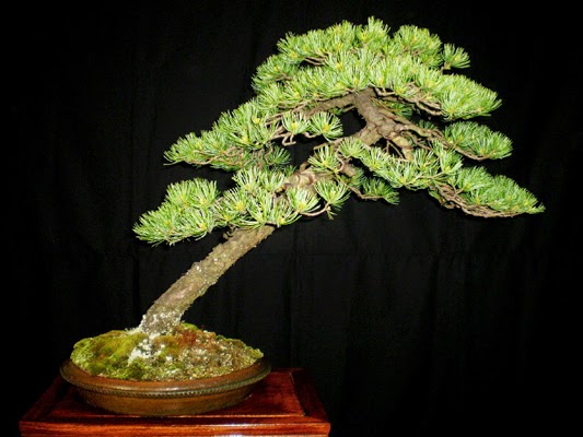 Indoor Gardening!: Popular Bonsai Styles