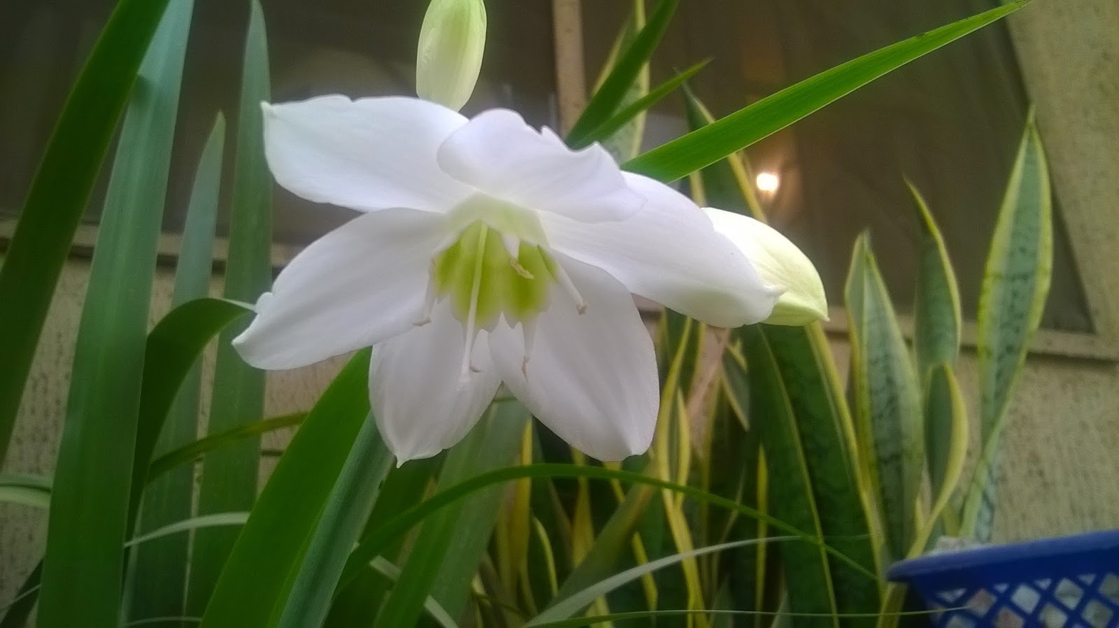 Anya's World: New Blossoms for the New Year!