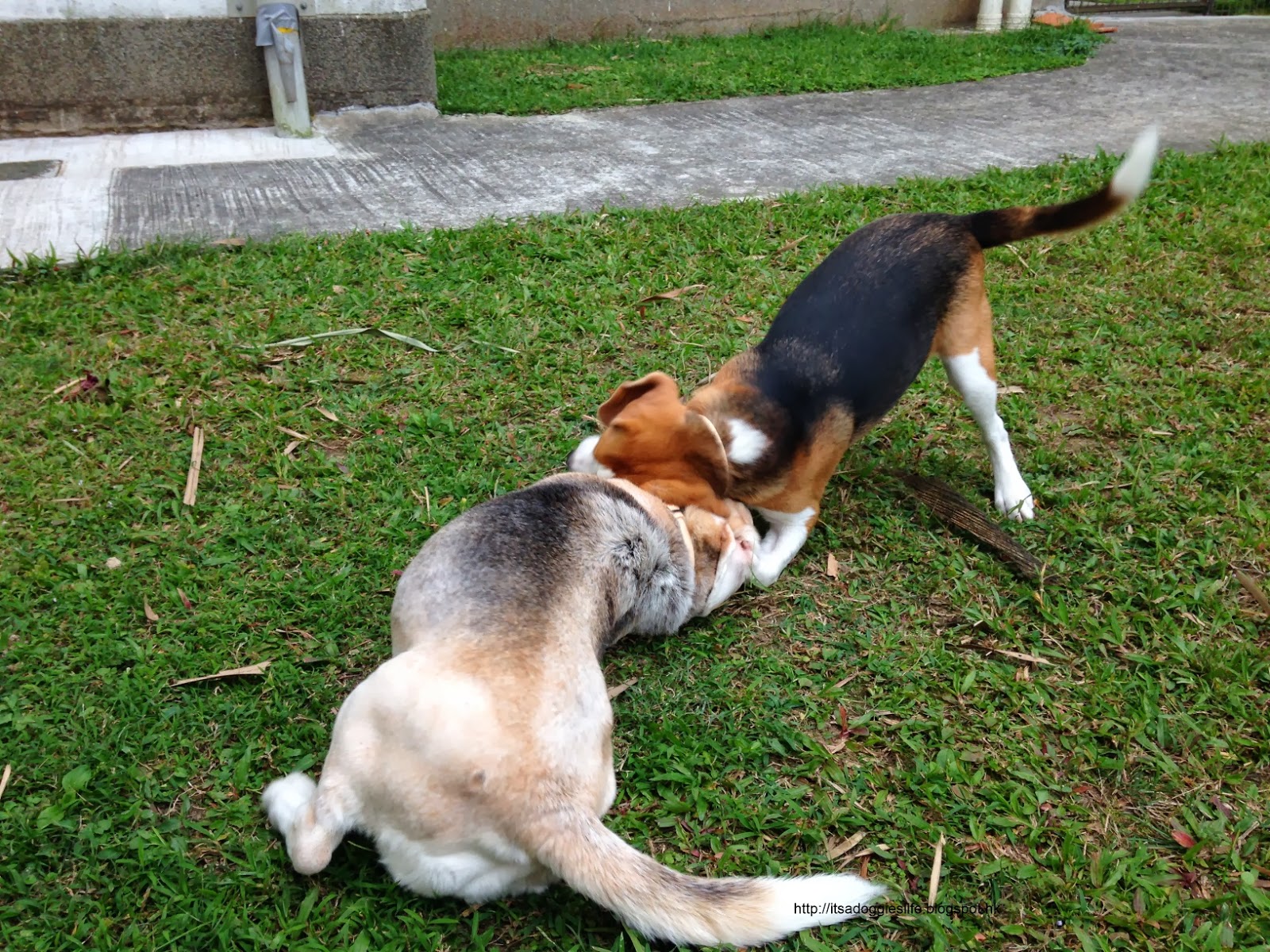 It s A Dog s Life By Kess First Mia Then Kess it-s-a-dog-s-life-by-kess-first-mia-then-kess