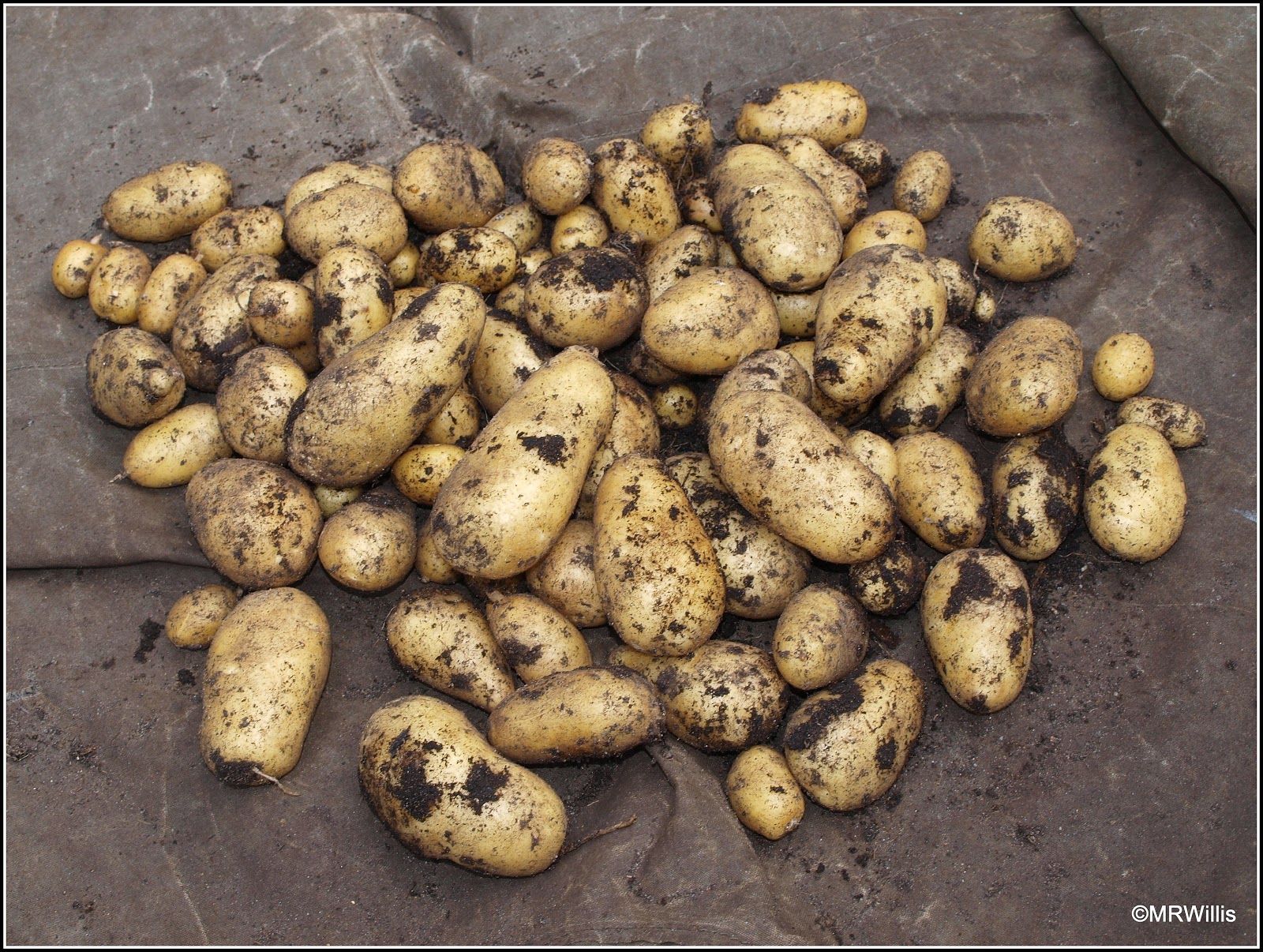 Mark's Veg Plot: Do you have a favourite potato variety?