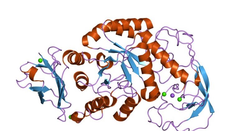 Understand Biology: Gambar enzim 3D
