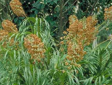 Cara Merawat Tanaman Dan Aneka Tanaman Hias: Mengenal Dan Merawat ...