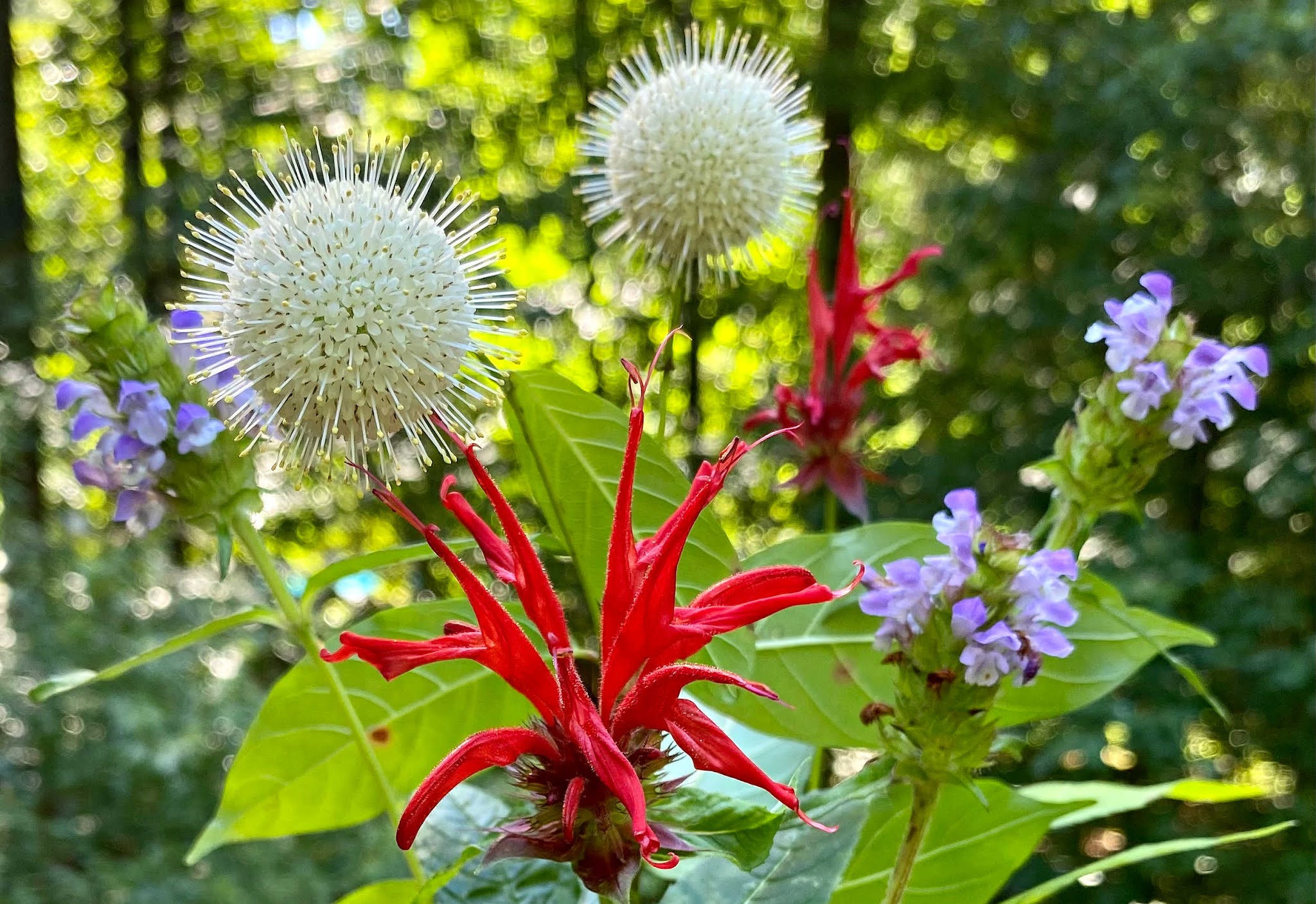 Using Georgia Native Plants: Celebrating Some Native Fireworks
