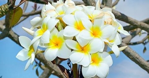 Bunga Kemboja, Kenapa Mudah Ditemui Di Perkuburan